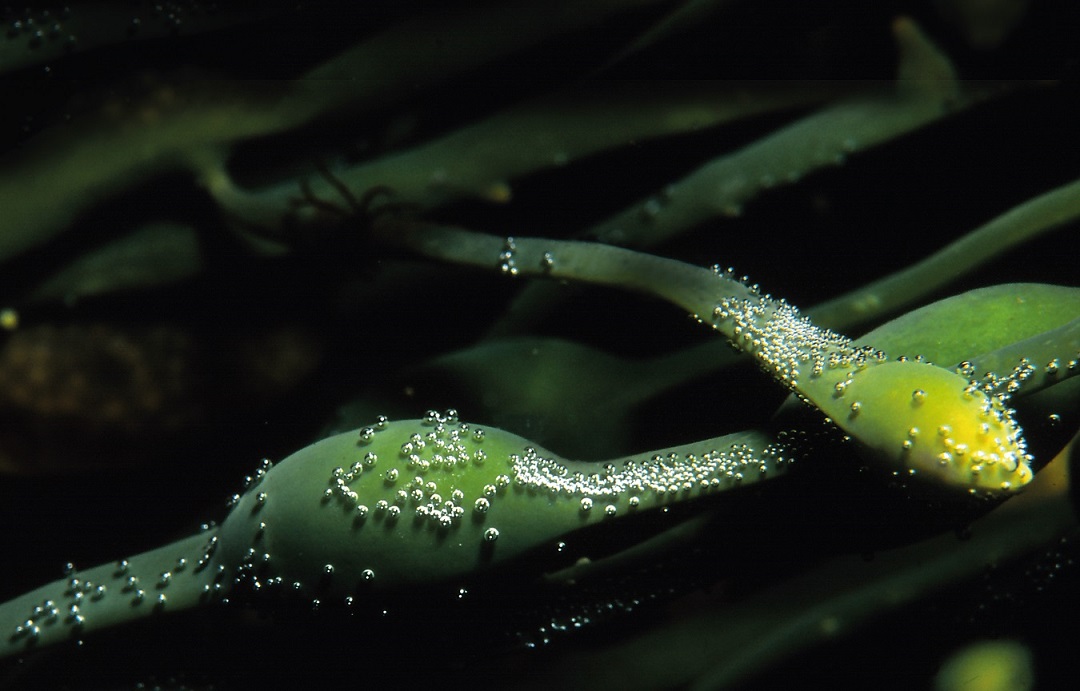 Bioactivators with algae Ascophyllum nodosum extract help plants to ...