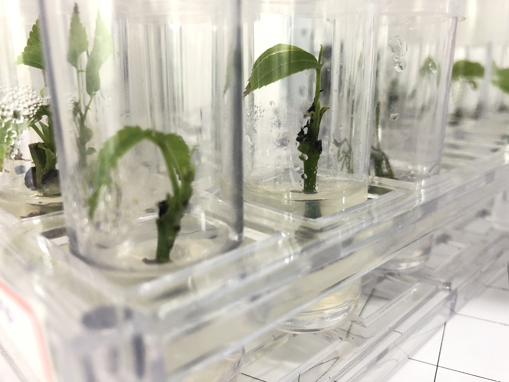 Biotechnology startup develops new protocols for in vitro culture of ...