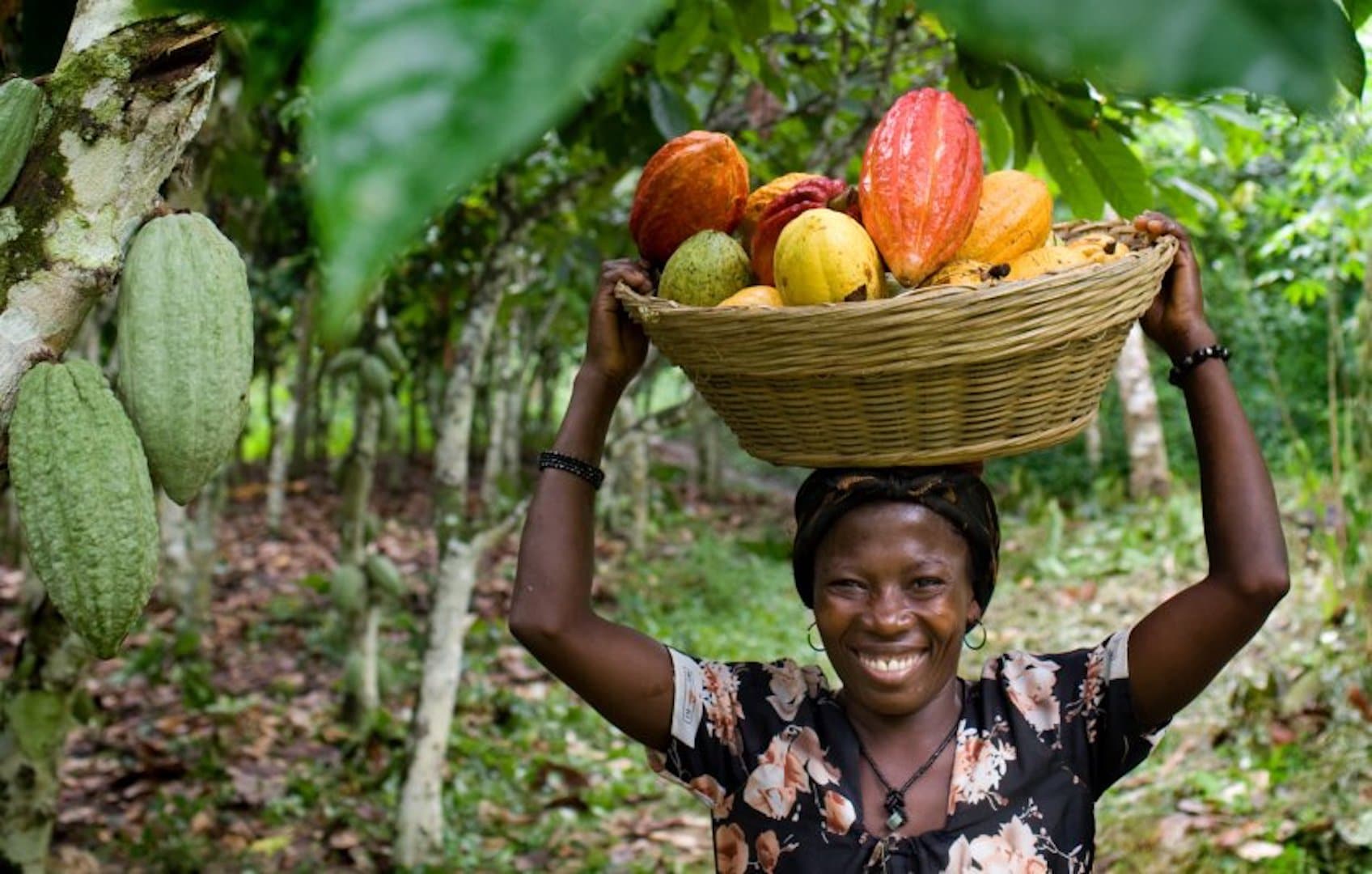 Ivory Coast agriculture and export-import of agricultural products