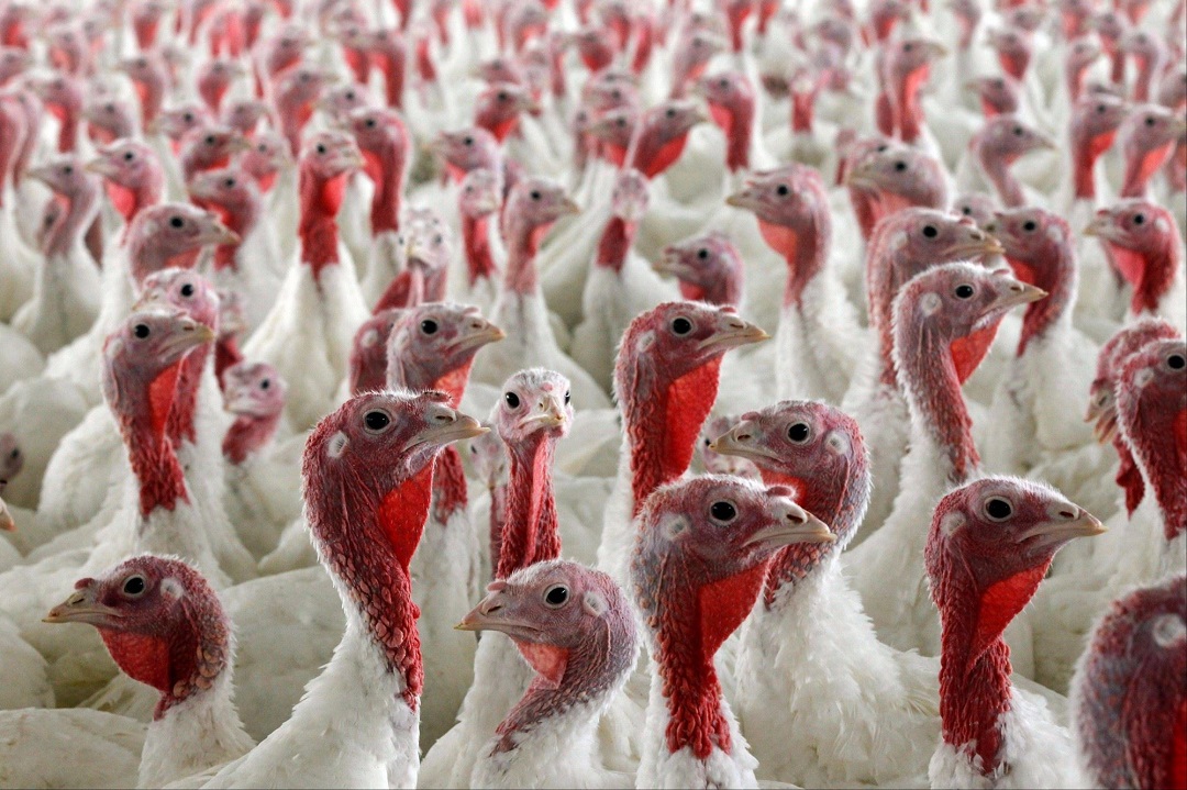 Turkey market Overview in the UAE in 2022