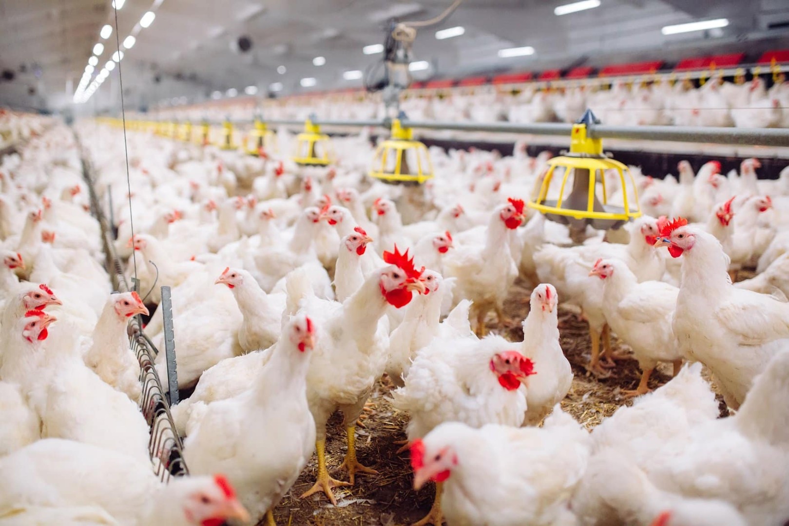 The global poultry meat market