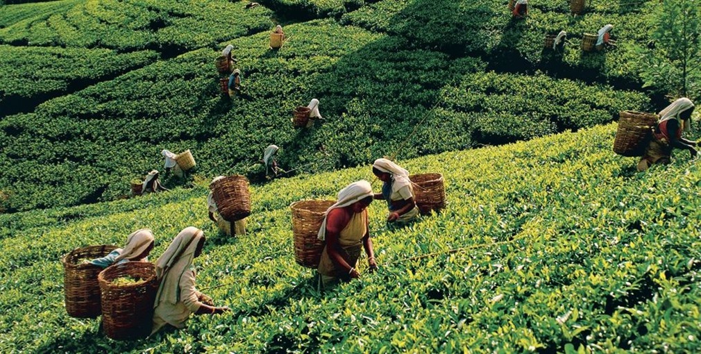 Agriculture in Sri Lanka: production, imports, exports