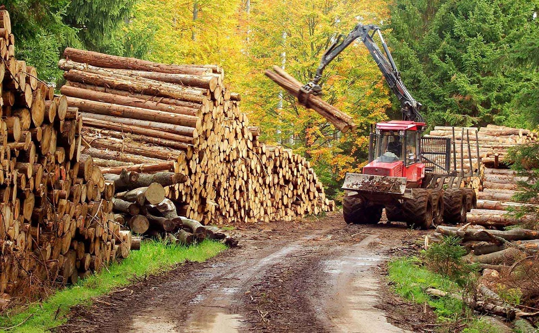 Timber Industry